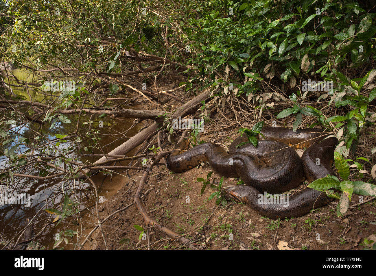Green Anaconda (Eunectes murinus) on riverbank, Rewa River, Iwokrama ...