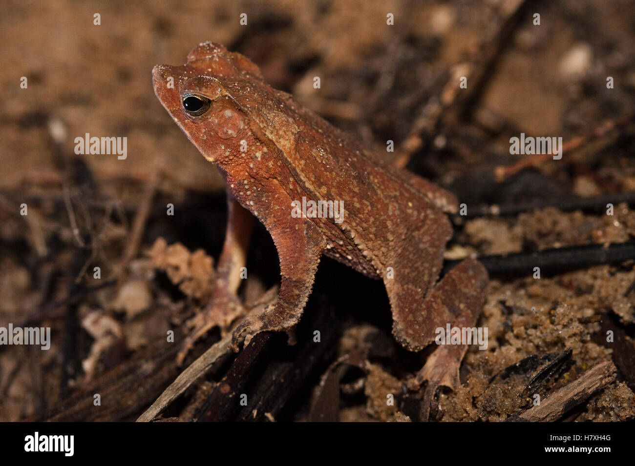 Crested Forest Toad (Bufo margaritifer), Rewa River, Iwokrama ...