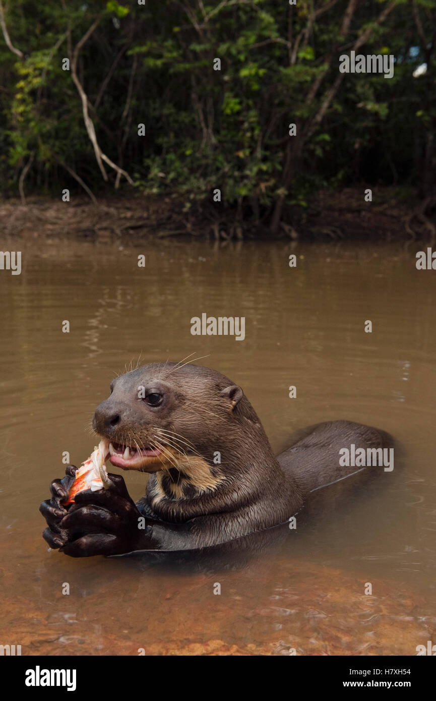 Giant River Otter (Pteronura brasiliensis) eating fish, Karanambu Trust ...