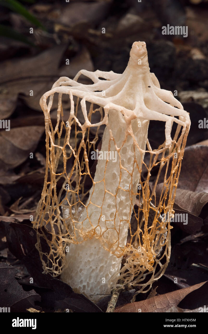 Stinkhorn (Phallus sp) mushroom, Rupununi, Guyana Stock Photo - Alamy