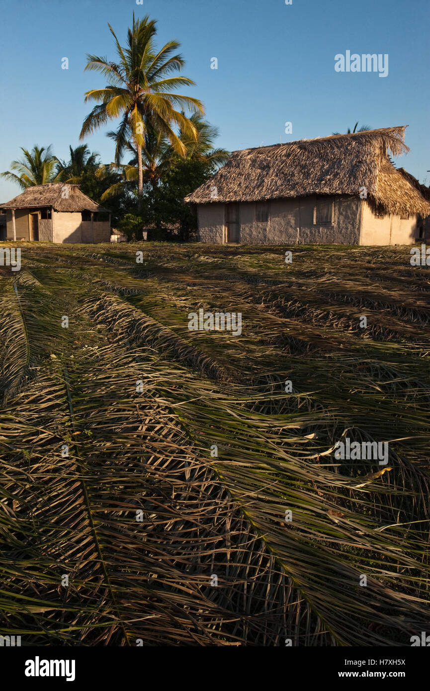 Palm leaves used for thatch by Macushi people, Yupukari Village ...
