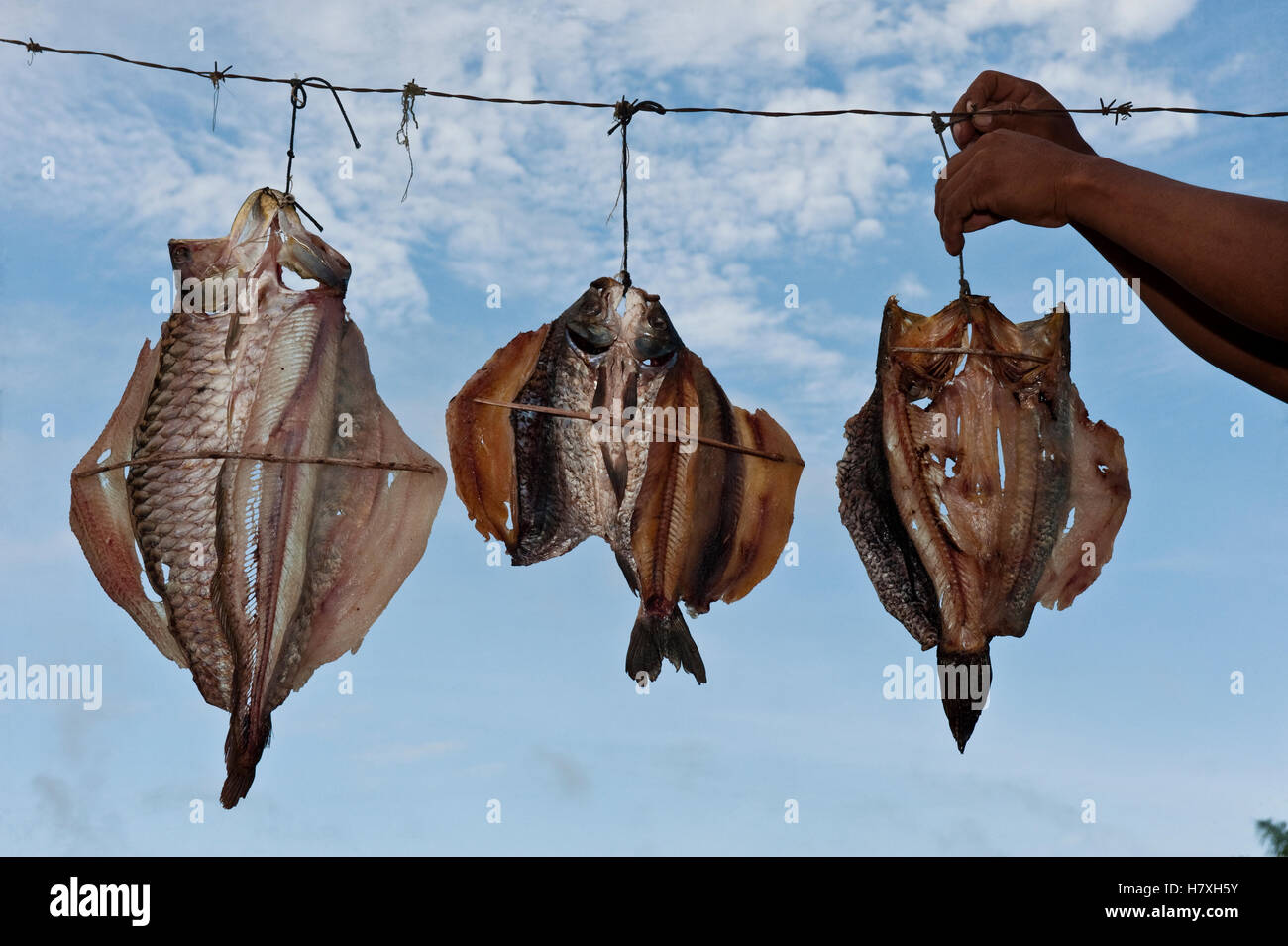 Fish dried by Macushi people, Yupukari Village, Rupununi, Guyana Stock ...