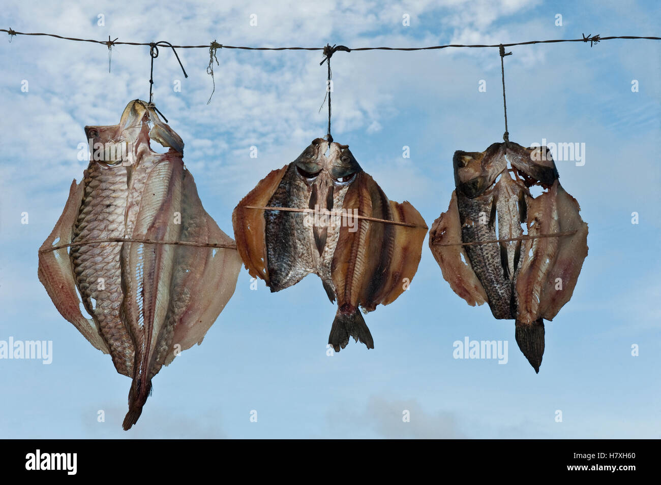 Fish dried by Macushi people, Yupukari Village, Rupununi, Guyana Stock ...