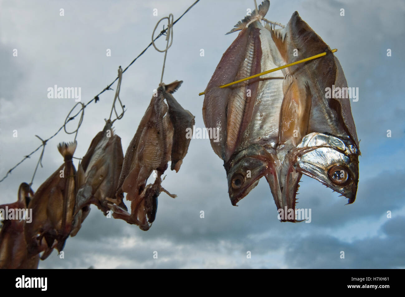 Fish dried by Macushi people, Yupukari Village, Rupununi, Guyana Stock ...