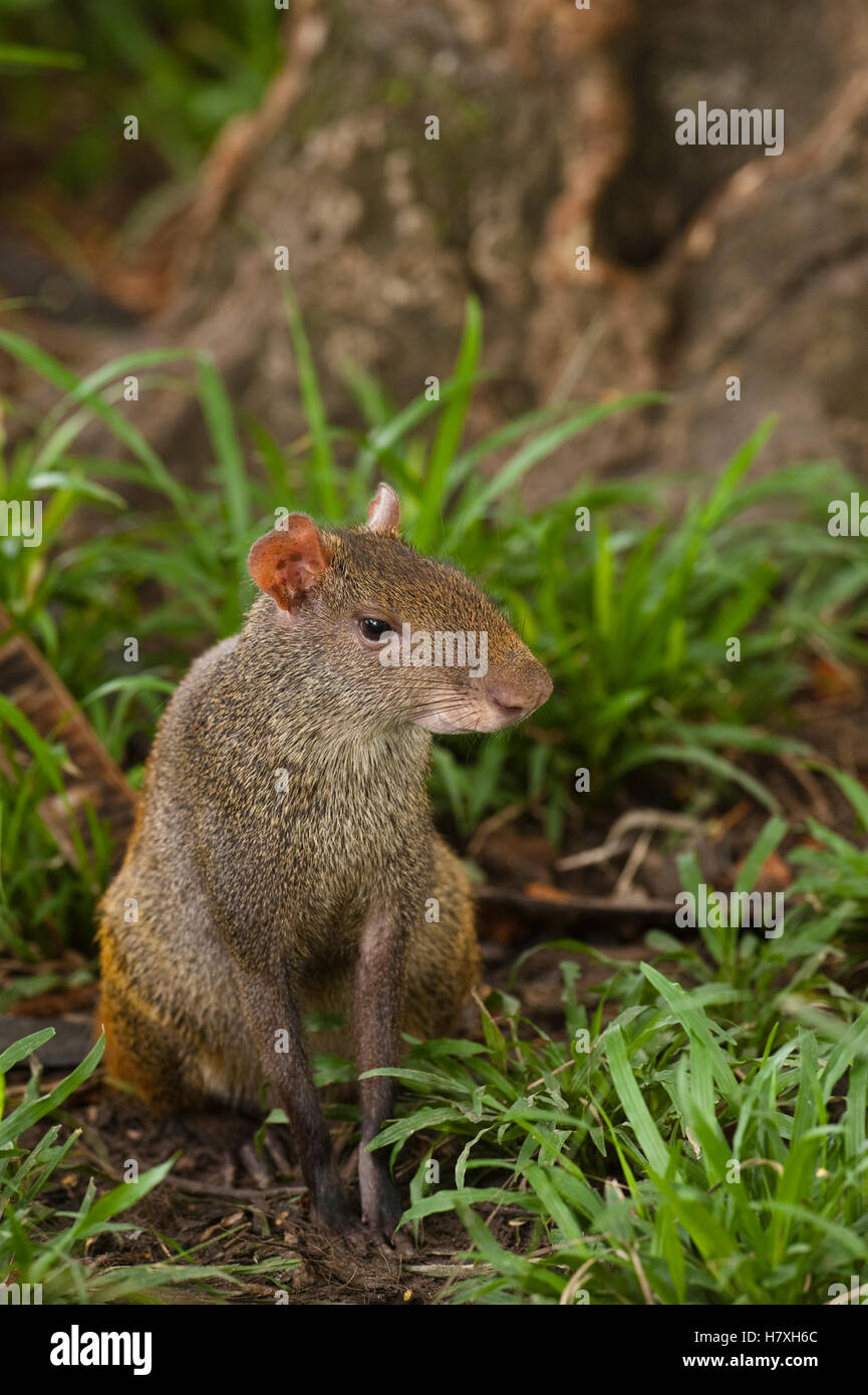 Brazilian Agouti (Dasyprocta leporina), Rupununi, Guyana Stock Photo ...