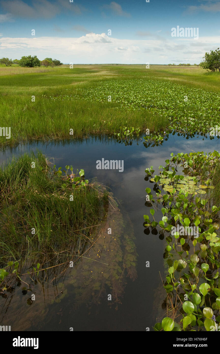 Permanent ponds in savannah, Rupununi, Guyana Stock Photo - Alamy