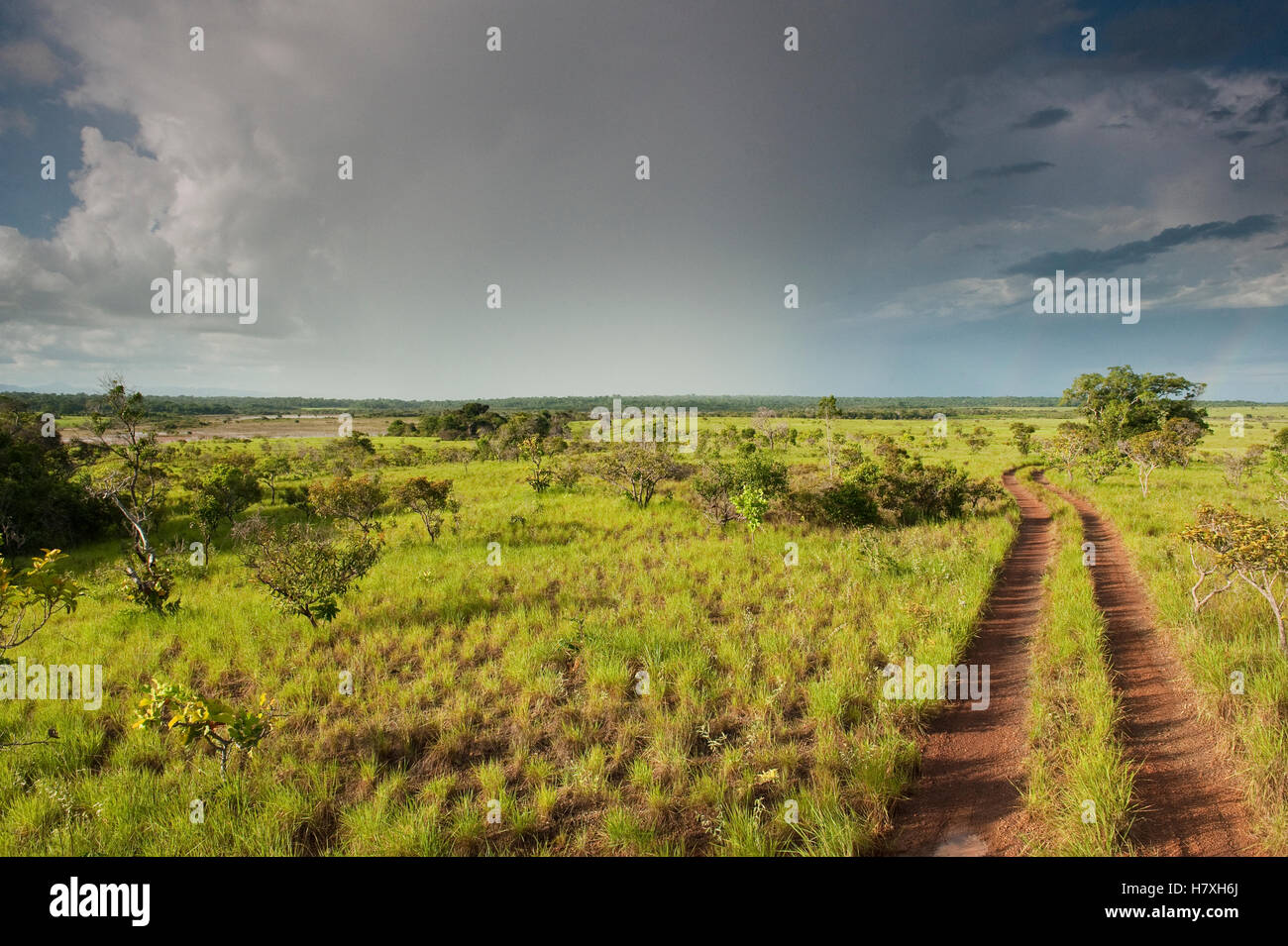 Road in savannah, north Rupununi, Guyana Stock Photo - Alamy