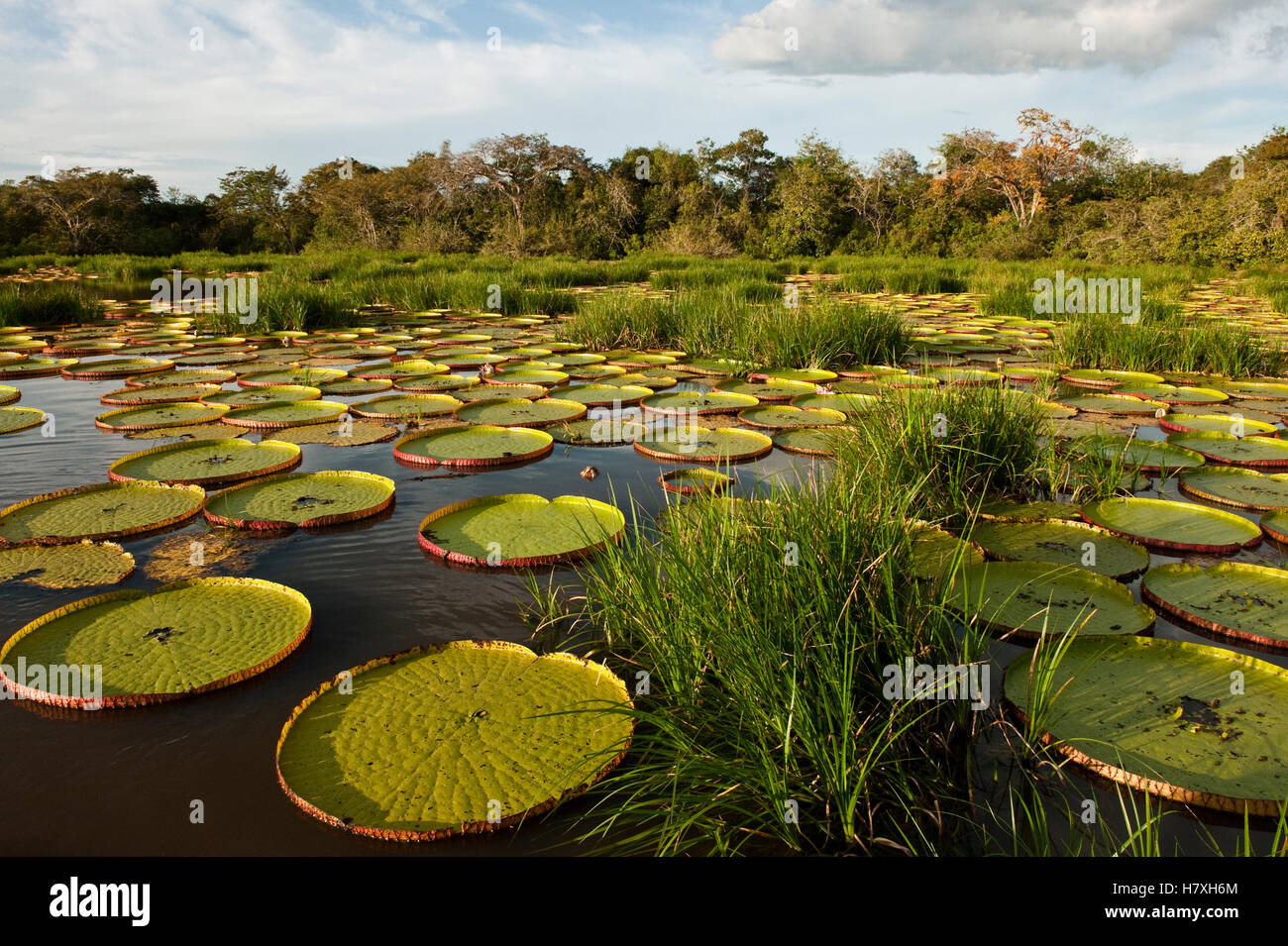 Amazon Water Lily (Victoria amazonica) pads in permanent ponds in ...