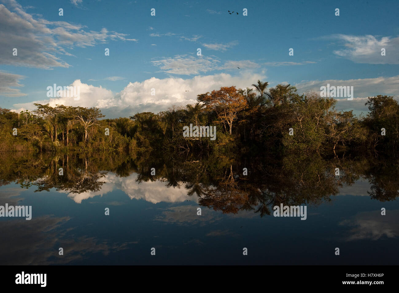 Permanent ponds in savannah, Rupununi, Guyana Stock Photo - Alamy