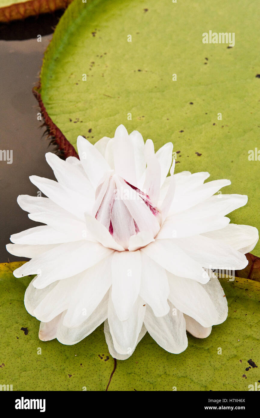 Amazon Water Lily (Victoria amazonica) flower in permanent ponds in ...
