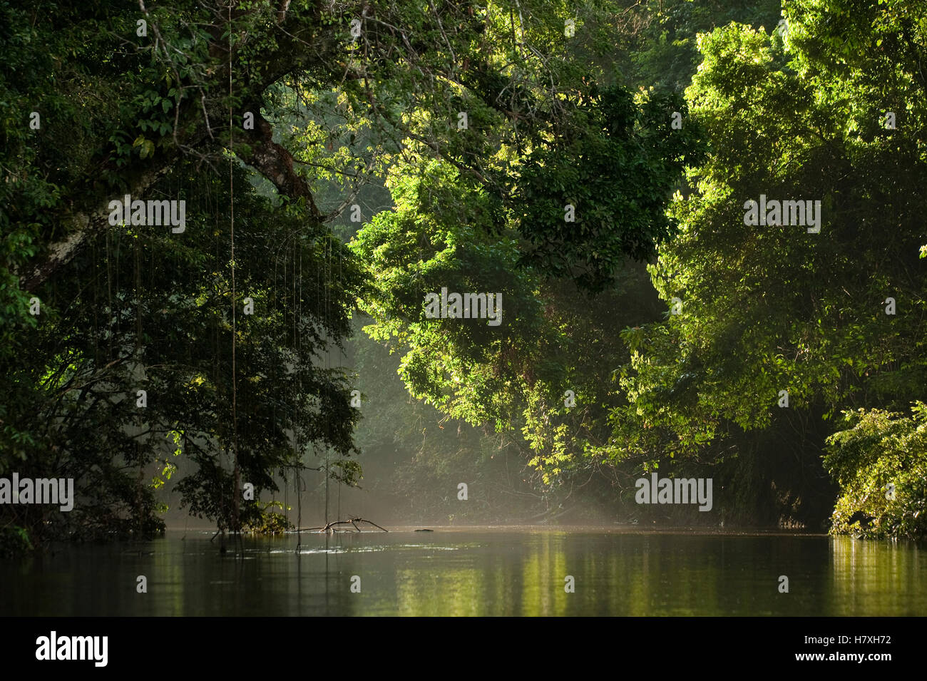 Mapari River and rainforest, north Rupununi, Guyana Stock Photo - Alamy
