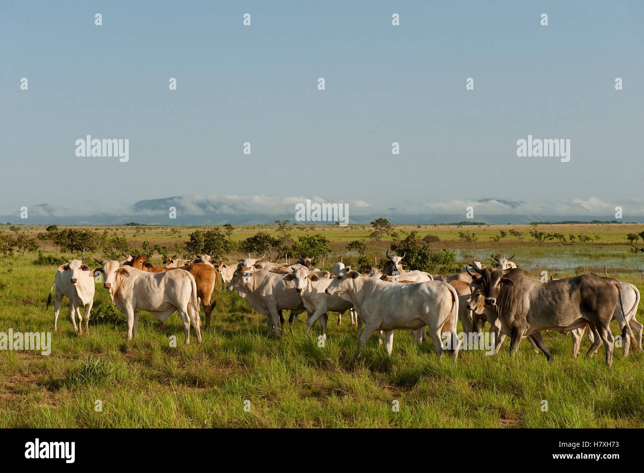 Domestic Cattle (Bos taurus) herd on savanna, Rupununi, Guyana Stock ...