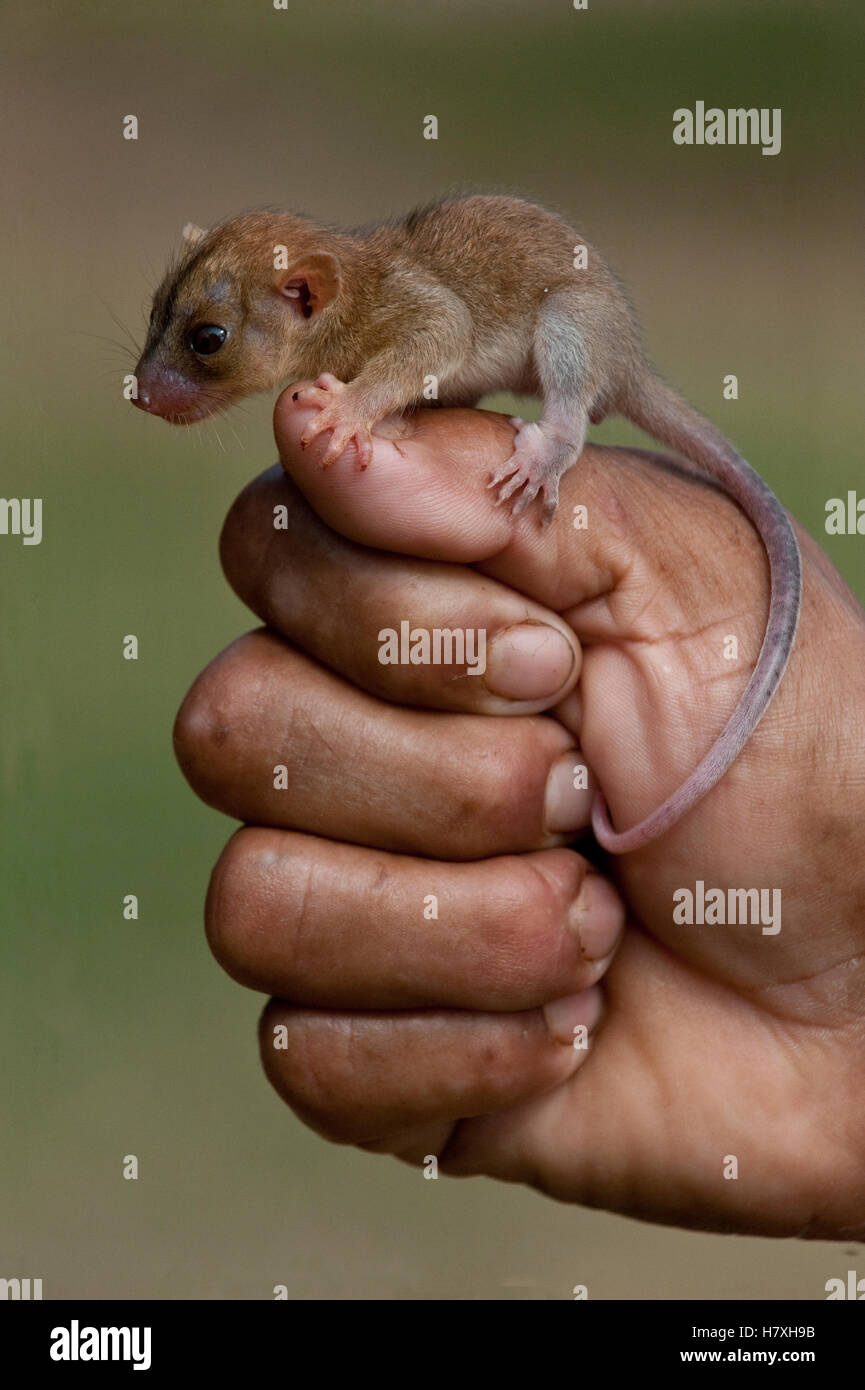 Woolly Opossum (Caluromys philander) young, Rupununi, Guyana Stock ...