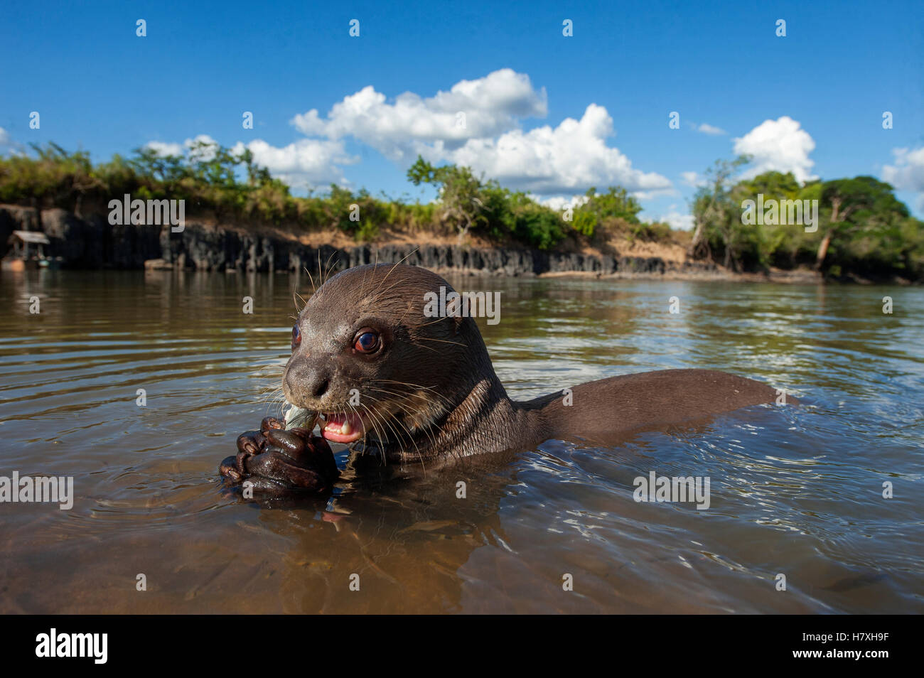 Giant River Otter (Pteronura brasiliensis) eating fish, Karanambu Trust ...