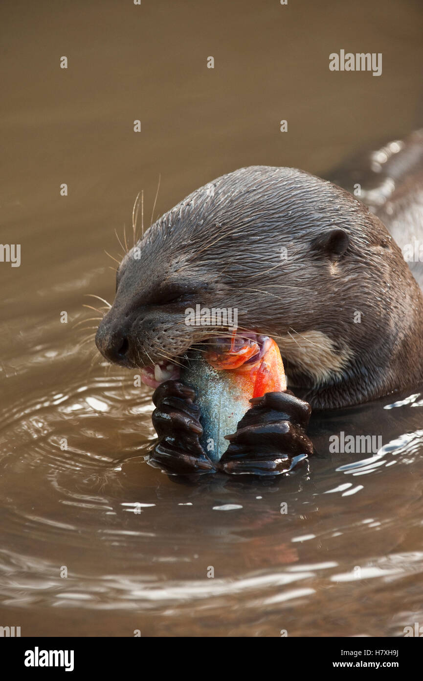 Giant River Otter (Pteronura brasiliensis) eating fish, Karanambu Trust ...