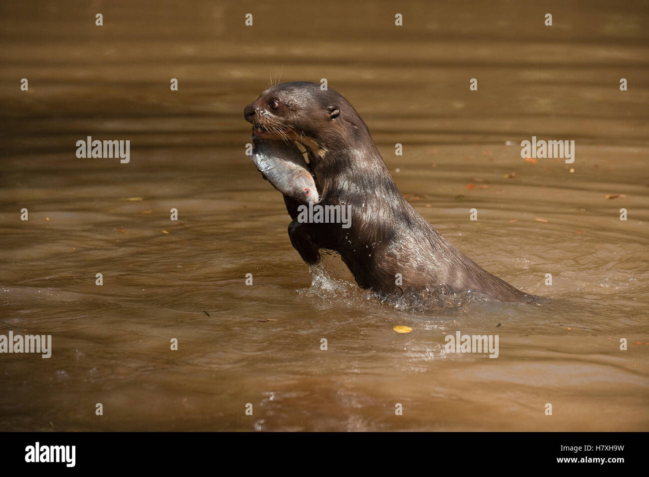 Giant River Otter (Pteronura brasiliensis) eating fish, Karanambu Trust ...