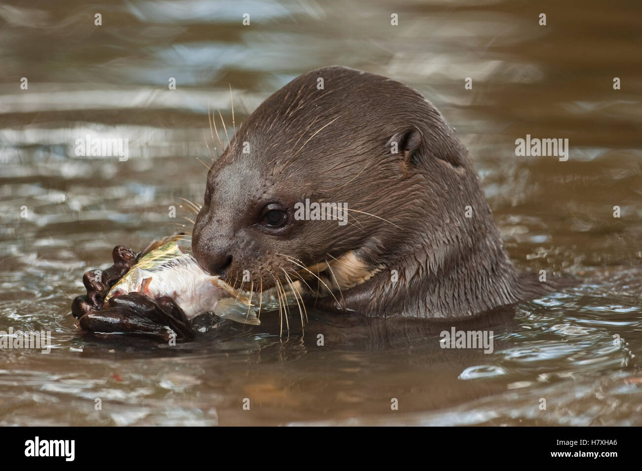 Giant River Otter (Pteronura brasiliensis) eating fish, Karanambu Trust ...