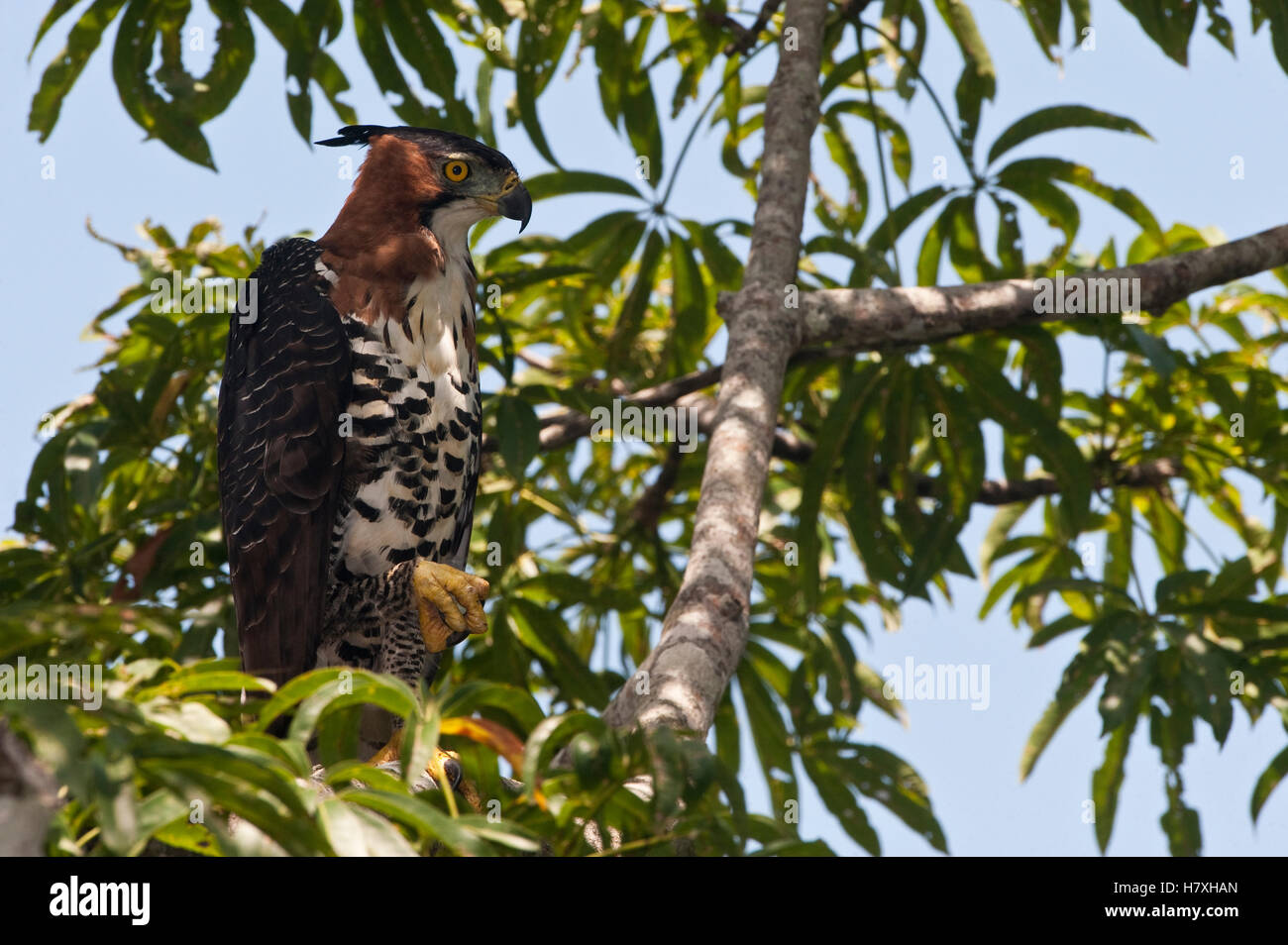 Ornate Hawk-Eagle (Spizaetus ornatus), Surama, Guyana Stock Photo - Alamy