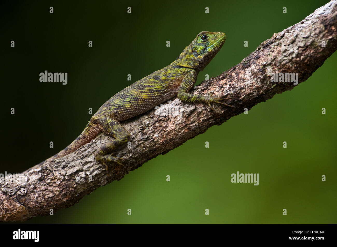 Racerunner Lizard (Plica sp), Iwokrama Rainforest Reserve, Guyana Stock ...