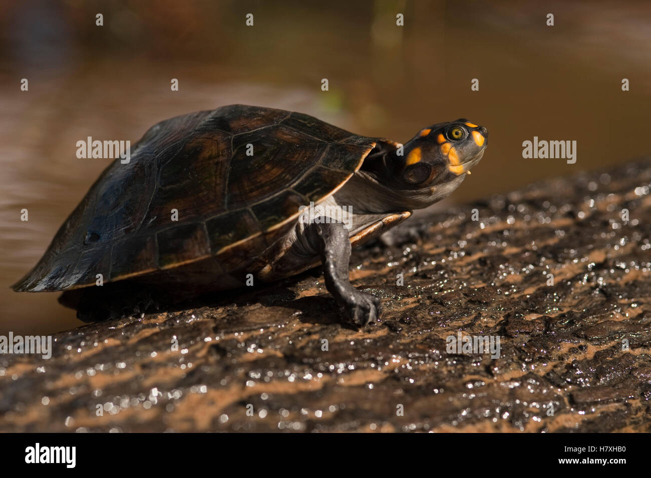 Yellow-spotted Amazon River Turtle (Podocnemis unifilis), Iwokrama ...