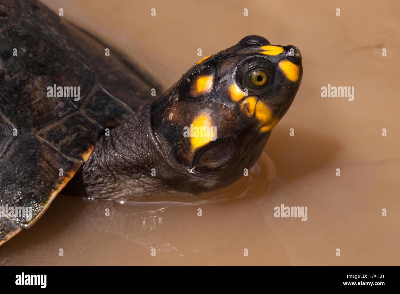 Yellow-spotted Amazon River Turtle (Podocnemis unifilis) in water ...