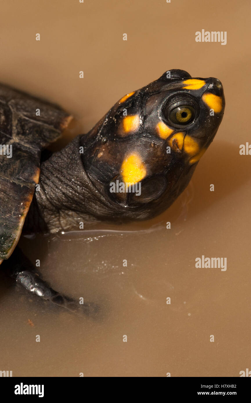 Yellow-spotted Amazon River Turtle (Podocnemis unifilis) in water ...