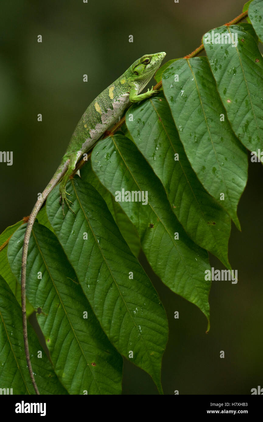 Many-colored Bush Anole (Polychrus marmoratus) on branch, Iwokrama ...
