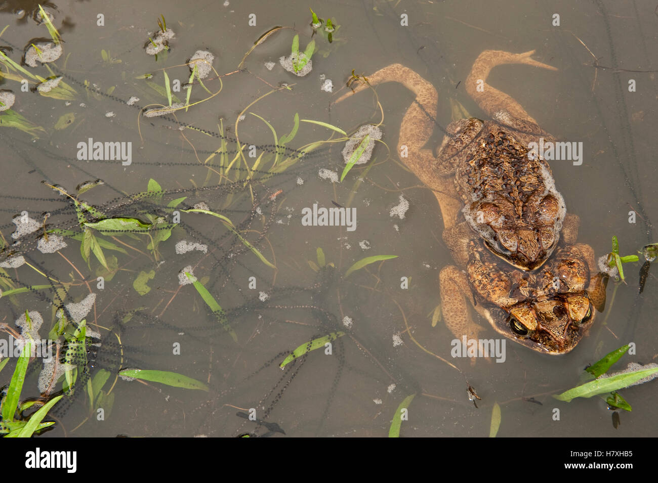 Cane Toad (Bufo marinus) pair mating, Iwokrama Rainforest Reserve ...