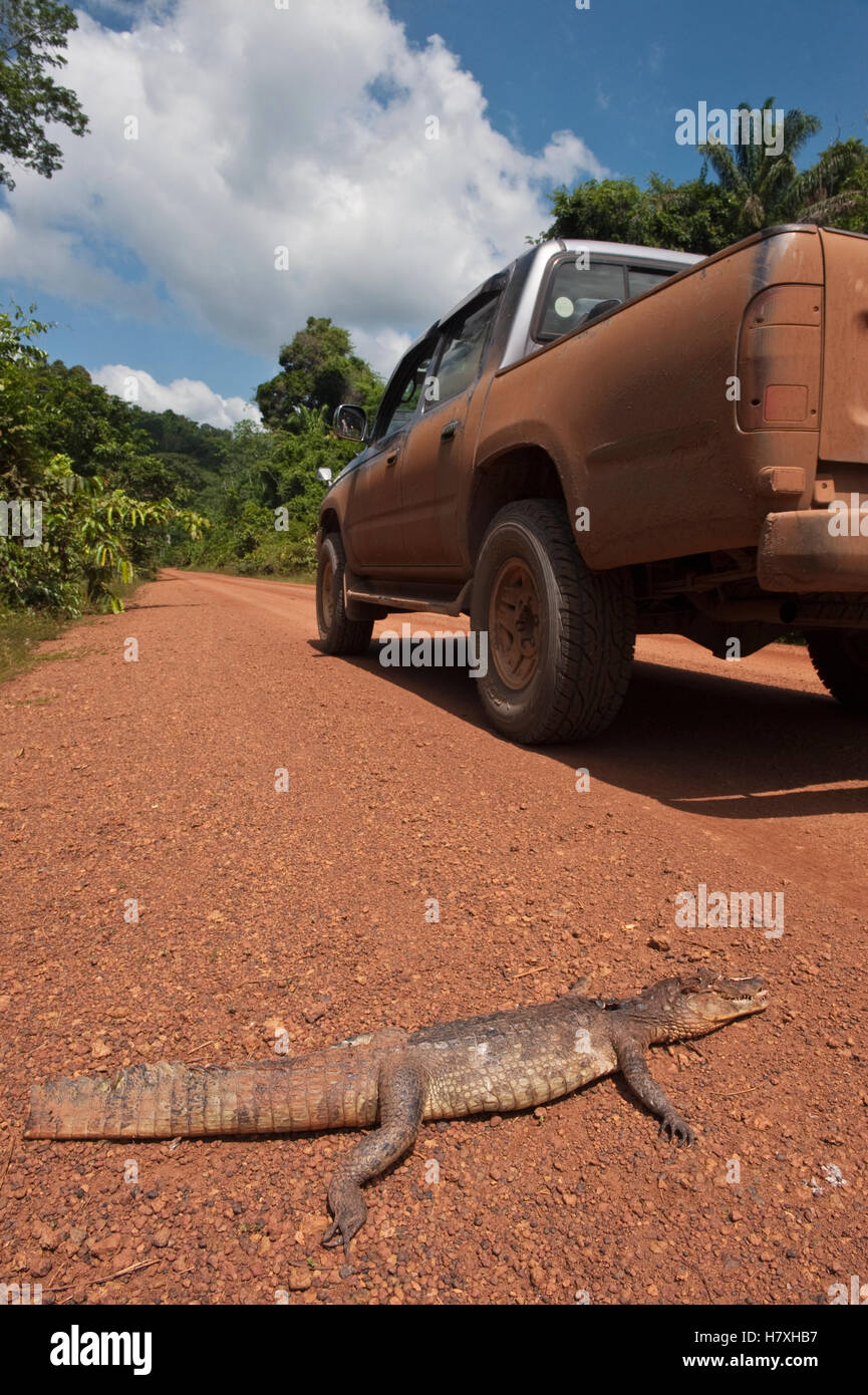 Spectacled Caiman (Caiman crocodilus) dead on road, Iwokrama Rainforest ...