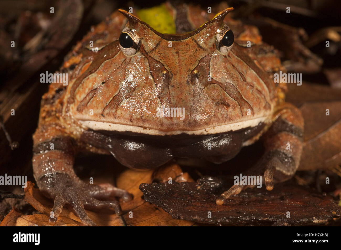 Amazon Horned Frog (Ceratophrys cornuta), Iwokrama Rainforest Reserve ...