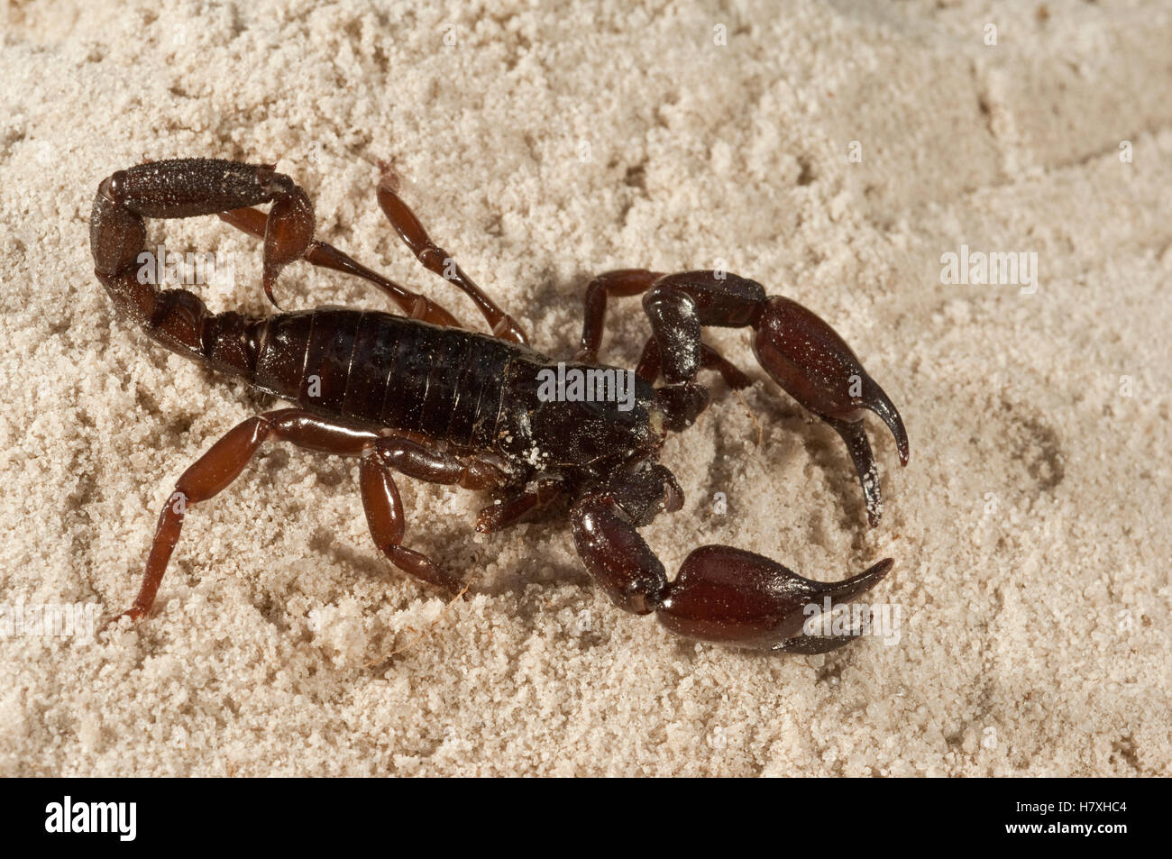 Scorpion (Scorpionidae), Iwokrama Rainforest Reserve, Guyana Stock ...