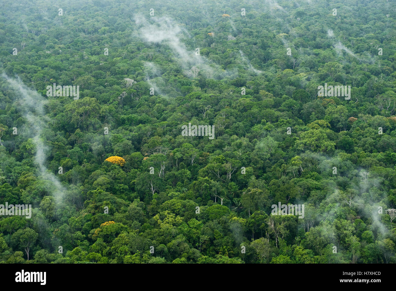 Rainforest, Iwokrama Rainforest Reserve, Guyana Stock Photo - Alamy