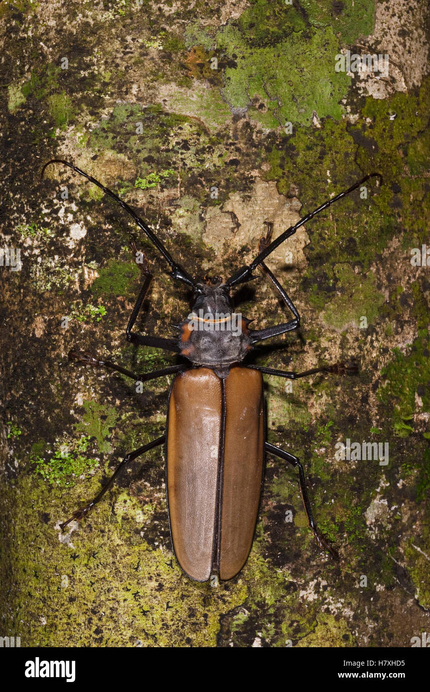 Long Horn Beetle (Callipogon sp), Iwokrama Rainforest Reserve, Guyana ...