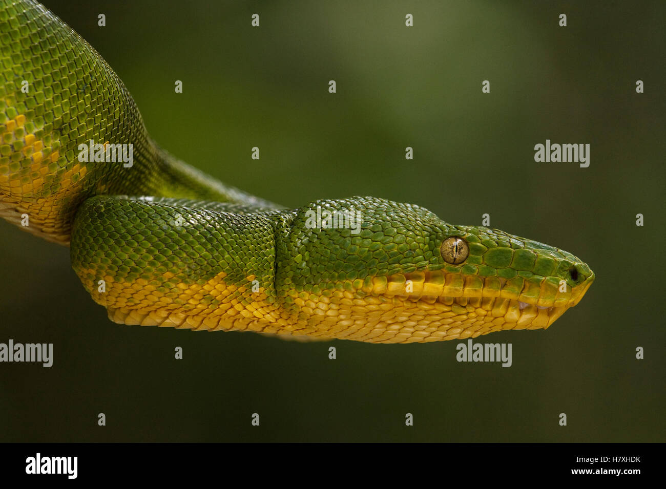 Emerald Tree Boa (Corallus caninus), Iwokrama Rainforest Reserve ...