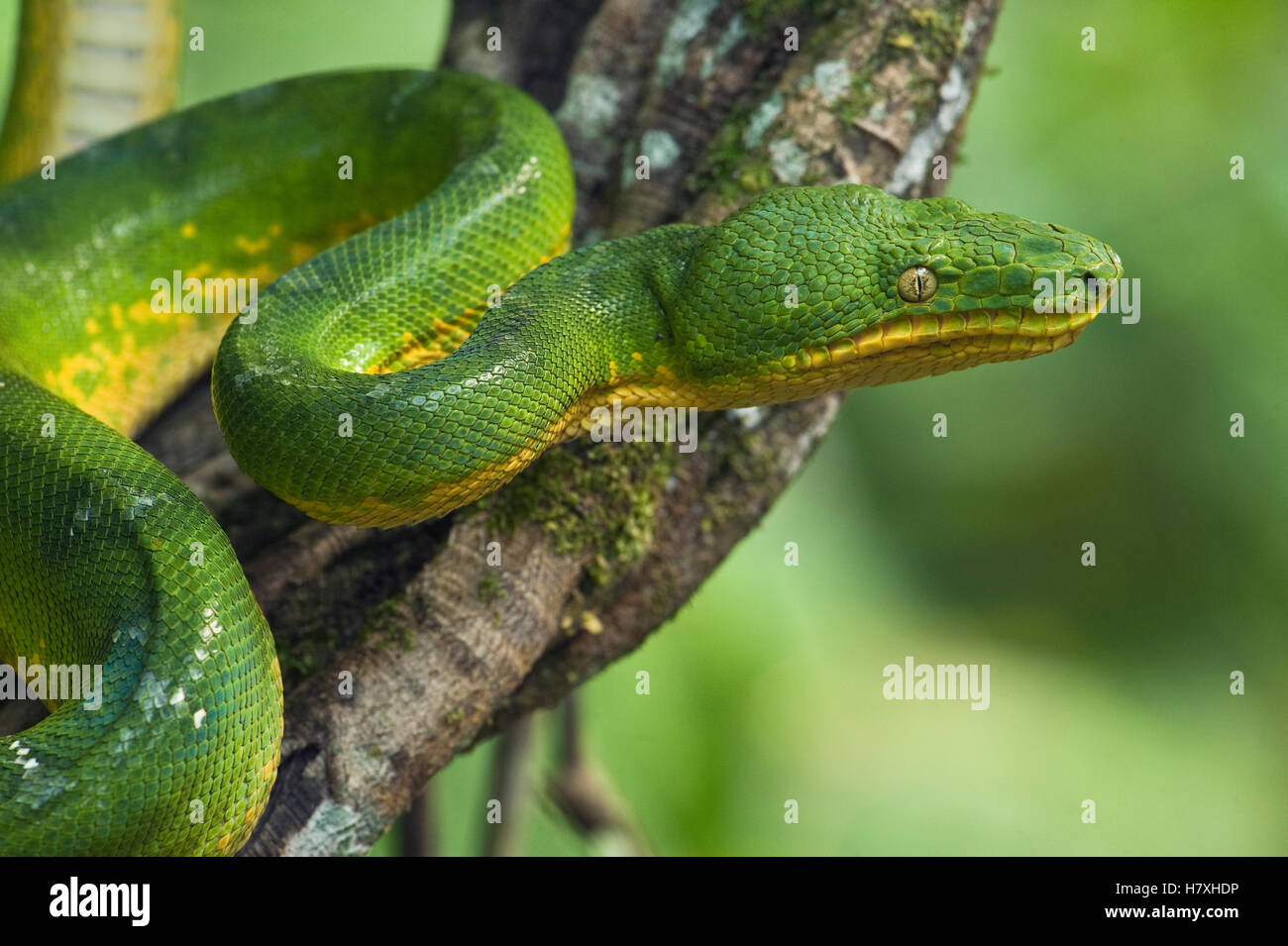Emerald Tree Boa (Corallus caninus), Iwokrama Rainforest Reserve ...