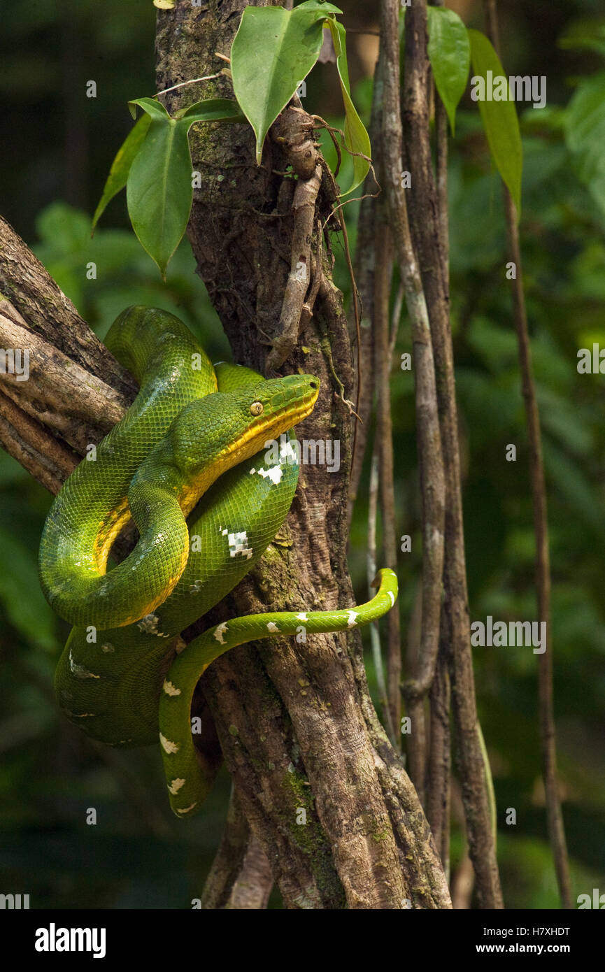 Emerald Tree Boa (Corallus caninus), Iwokrama Rainforest Reserve ...