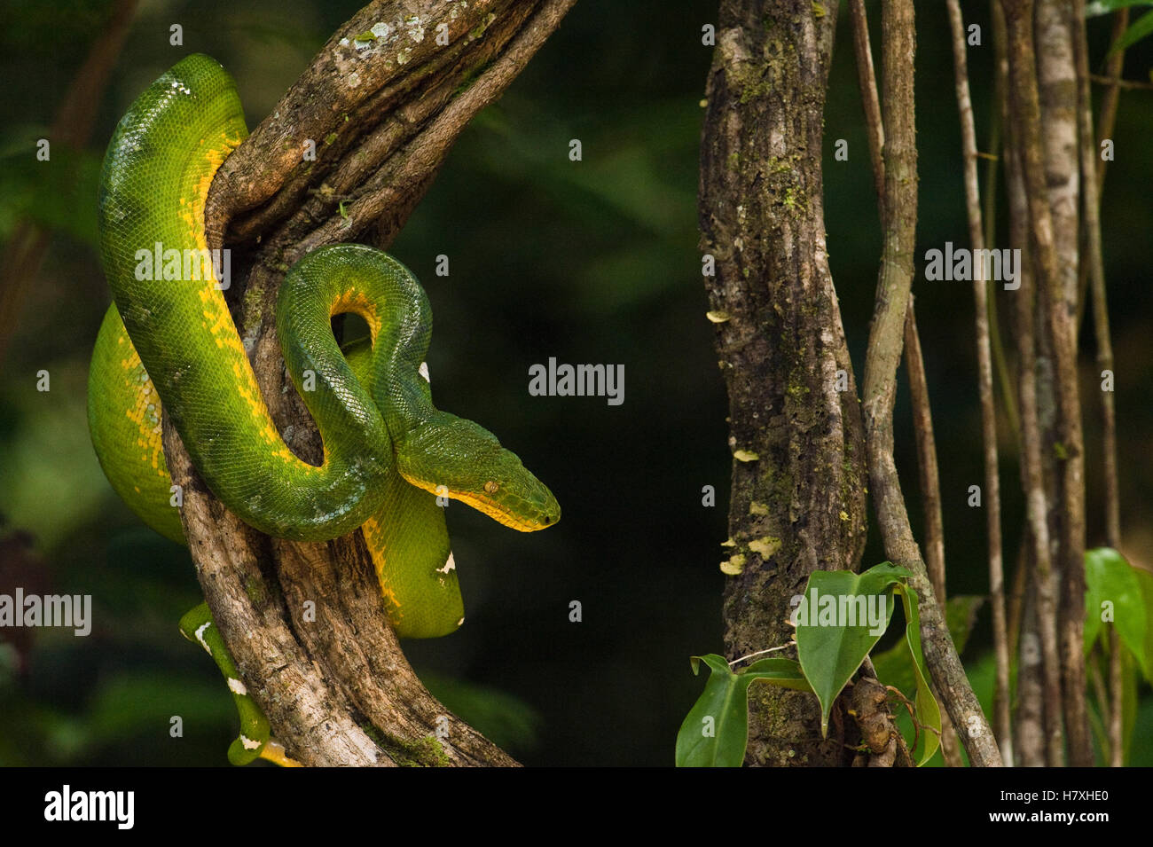 Emerald Tree Boa (Corallus caninus), Iwokrama Rainforest Reserve ...