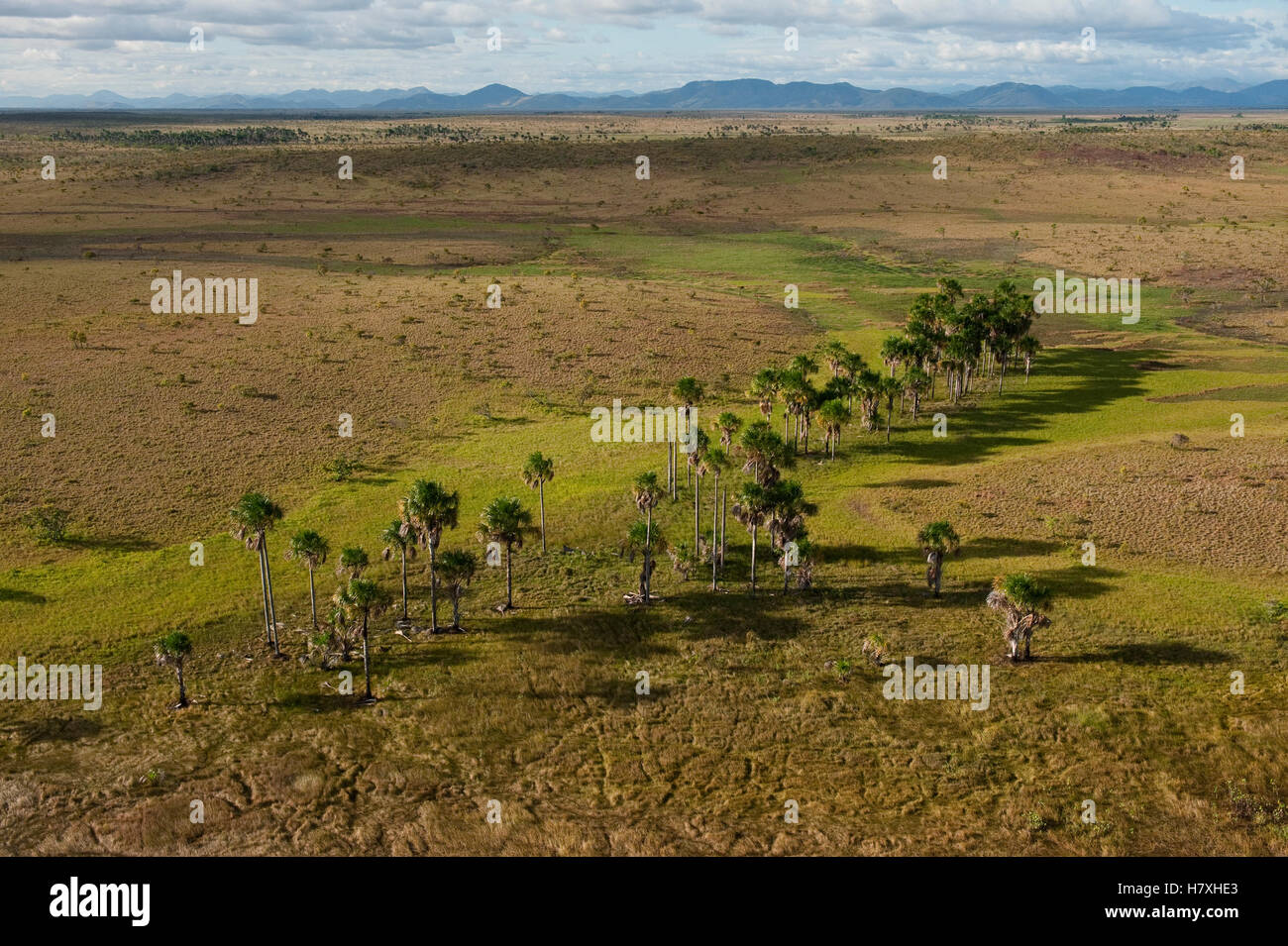 Aguache Palm (Mauritia flexuosa) group in savannah, Rupununi, Guyana ...