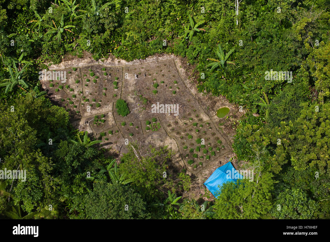 Marijuana (Cannabis indica) fields in rainforest, Guyana Stock Photo ...
