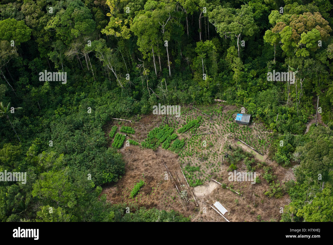 Marijuana (Cannabis indica) fields in rainforest, Guyana Stock Photo ...