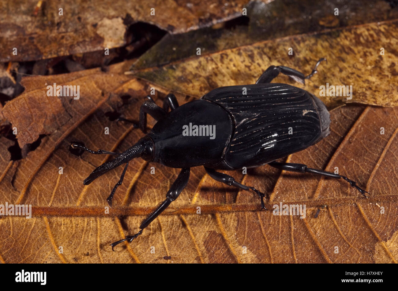 South American Palm Weevil (Rhynchophorus palmarum), Iwokrama ...