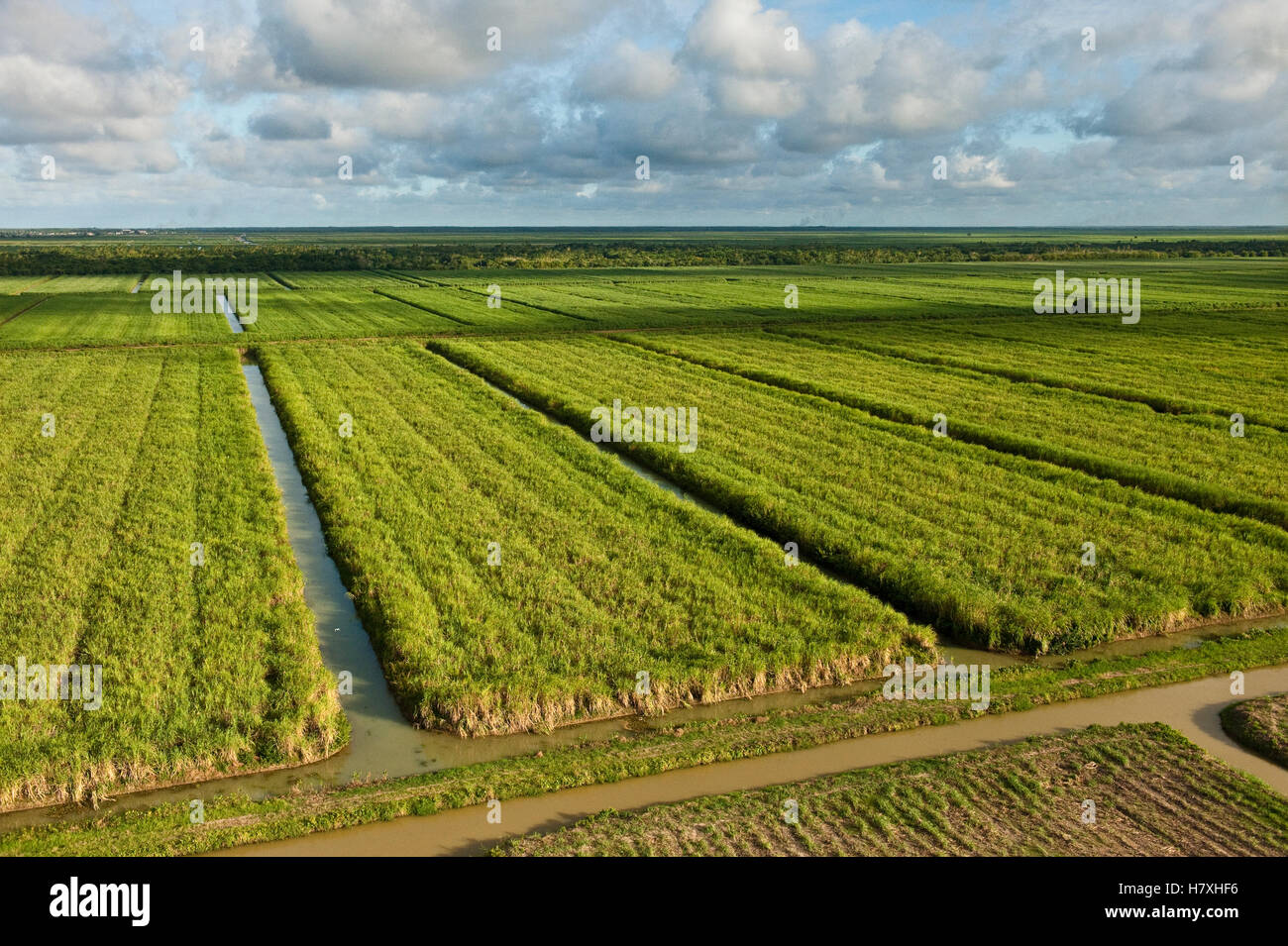 Sugarcane (Saccharum officinarum) plantations, Guyana Stock Photo - Alamy