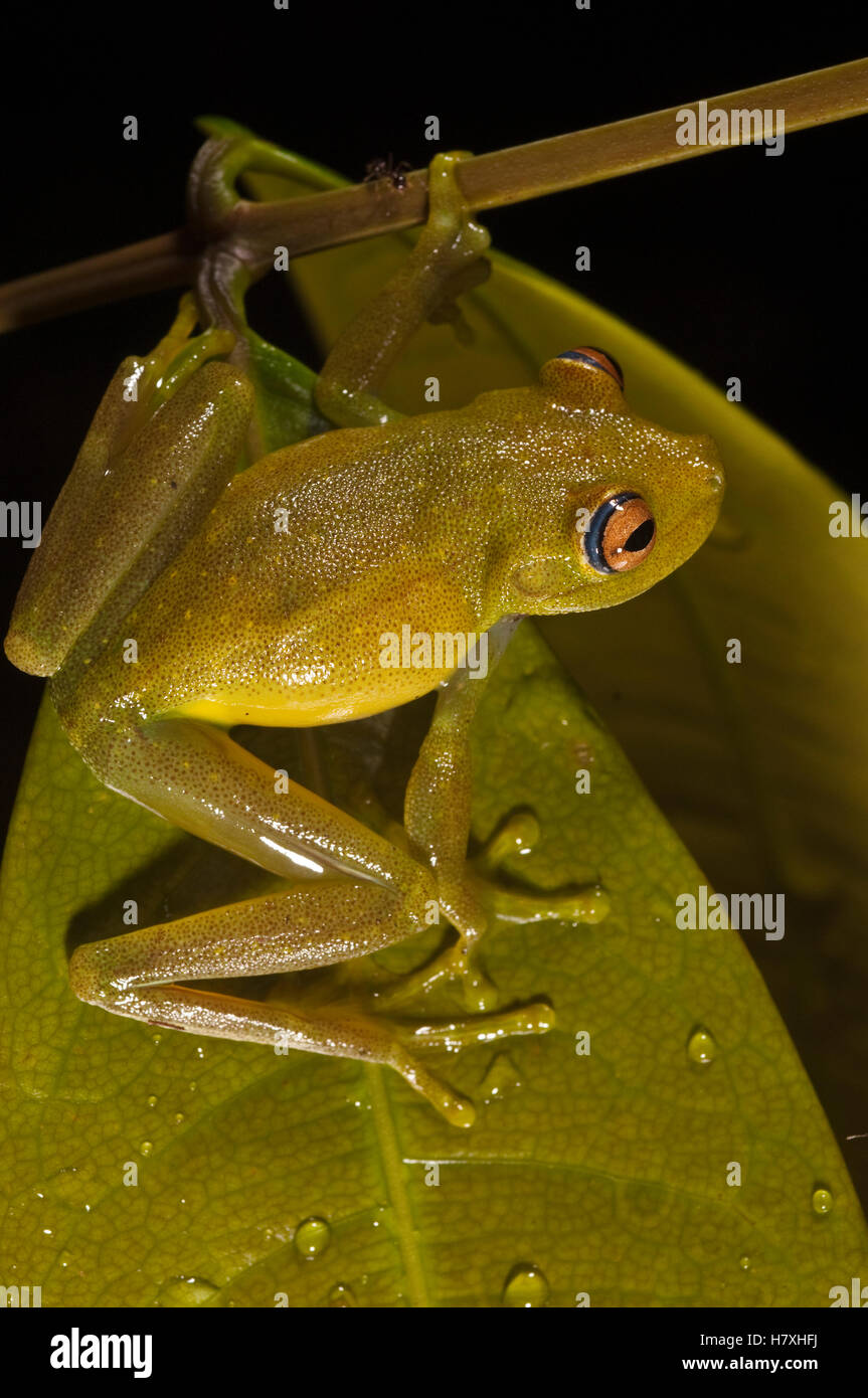 Tree Frog (Hypsiboas cinerascens), Iwokrama Rainforest Reserve, Guyana ...