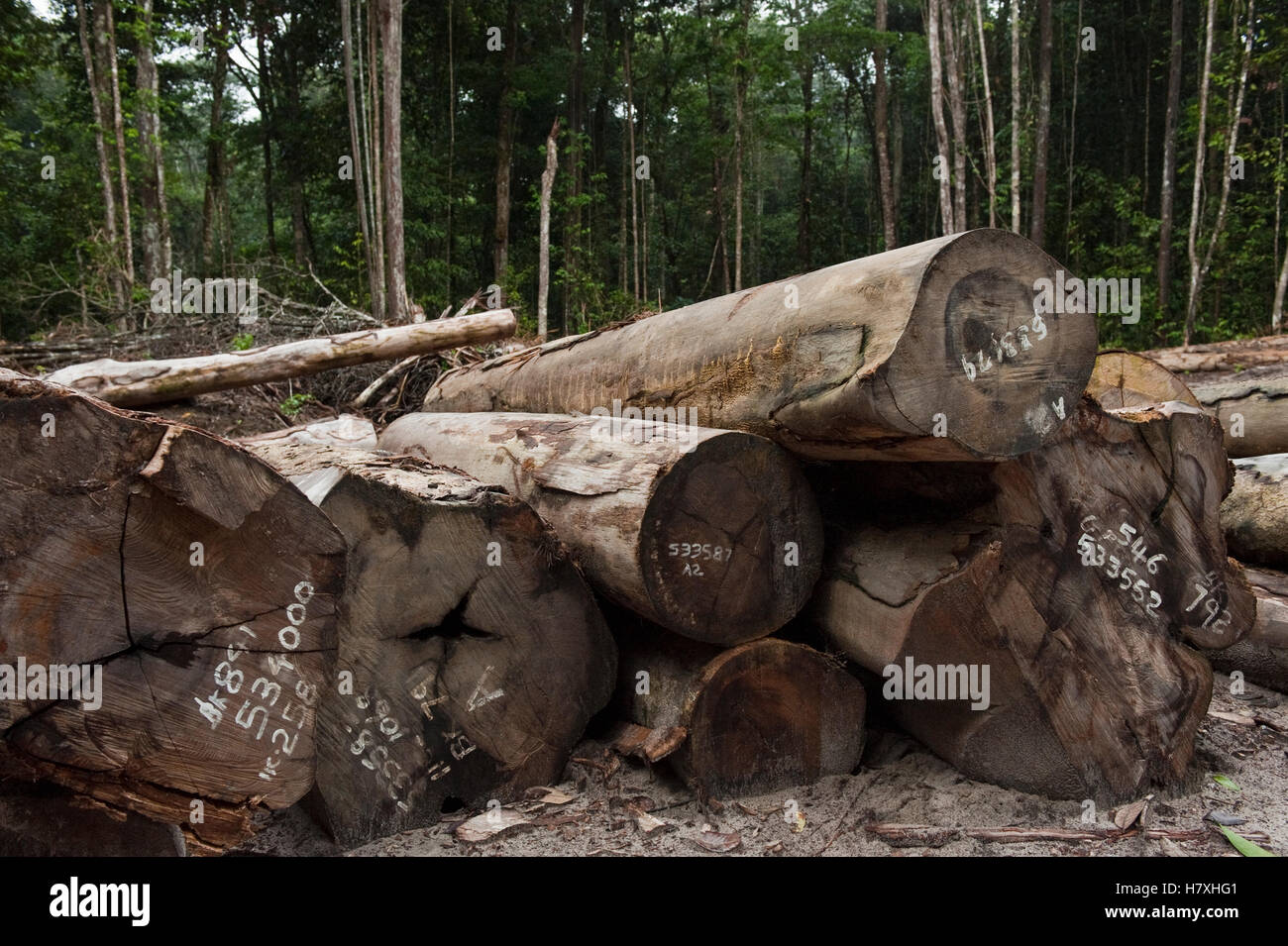 Cut timber in low impact logging industry in rainforest, Iwokrama ...