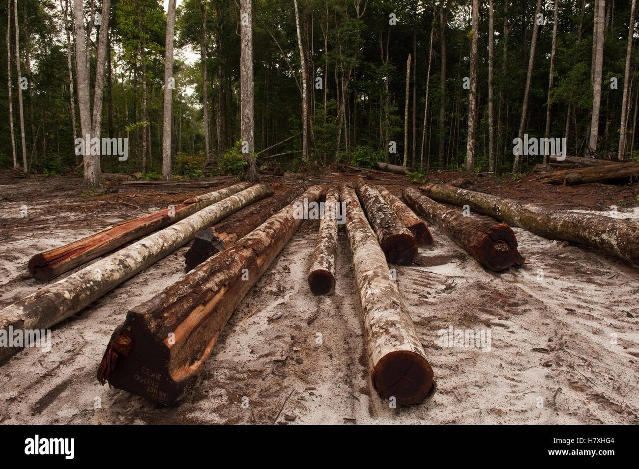 Cut timber in low impact logging industry in rainforest, Iwokrama ...