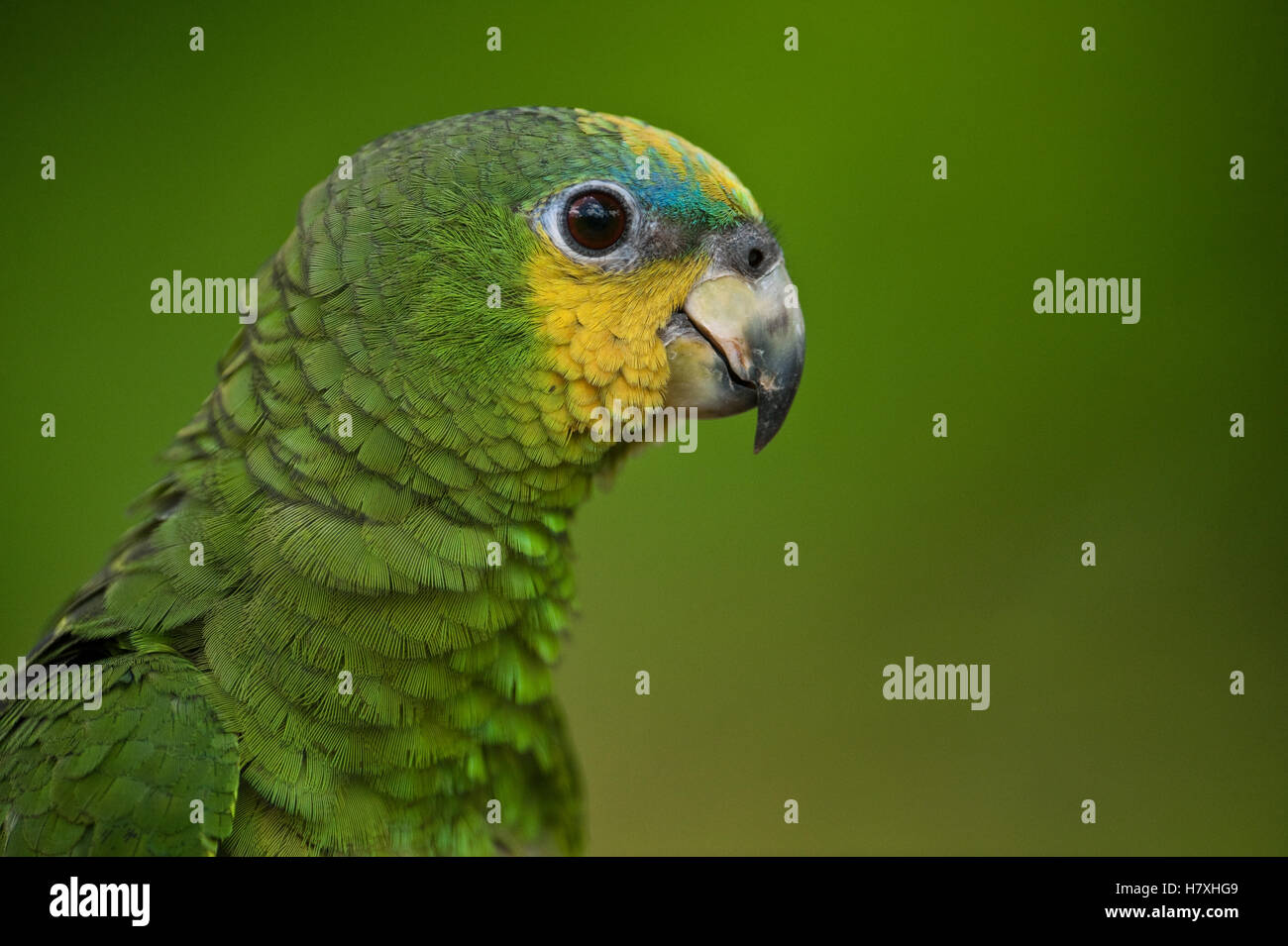 Orange-winged Parrot (Amazona amazonica), Iwokrama Rainforest Reserve ...