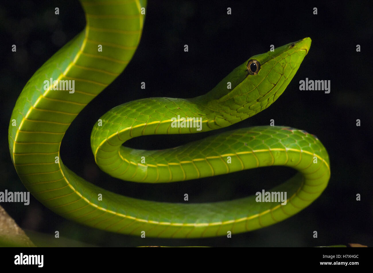 Green Vine Snake (Oxybelis fulgidus), Iwokrama Rainforest Reserve ...