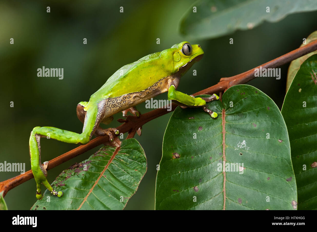 Giant Monkey Frog (Phyllomedusa bicolor) climbing up branch, Iwokrama ...