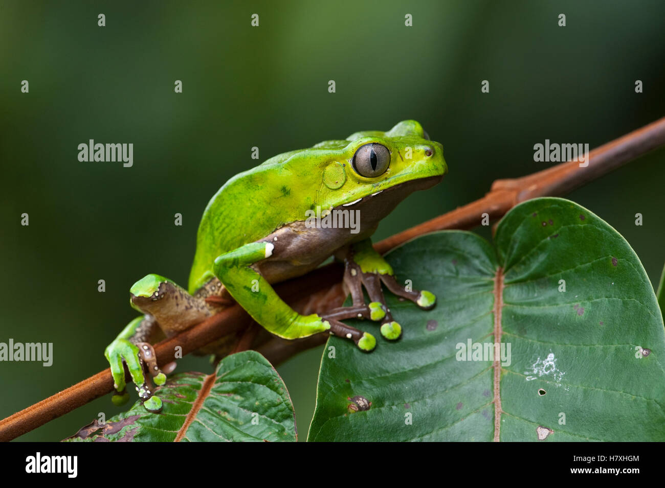 Giant Monkey Frog (Phyllomedusa bicolor), Iwokrama Rainforest Reserve ...