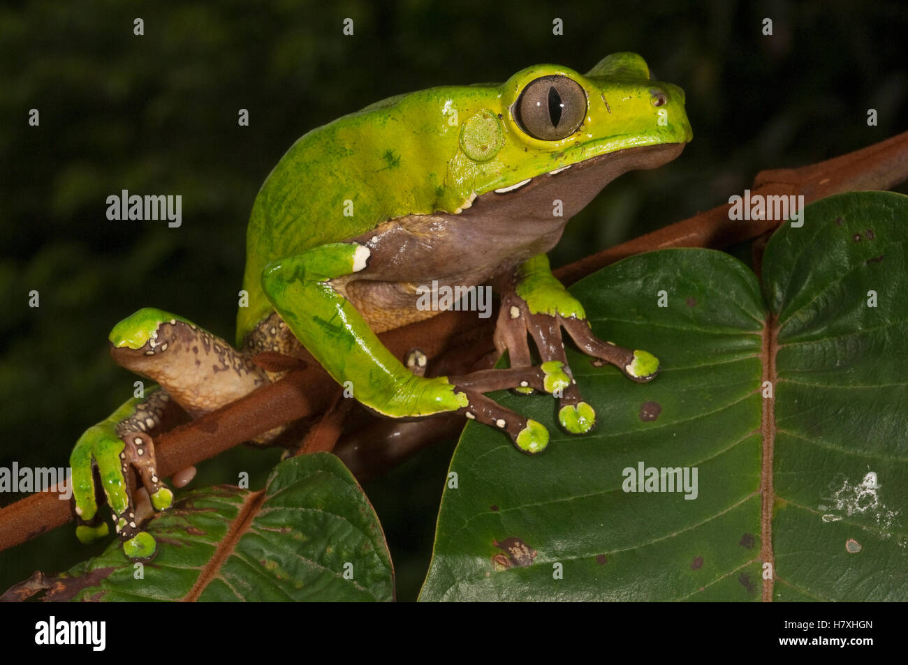 Giant Monkey Frog (Phyllomedusa bicolor), Iwokrama Rainforest Reserve ...